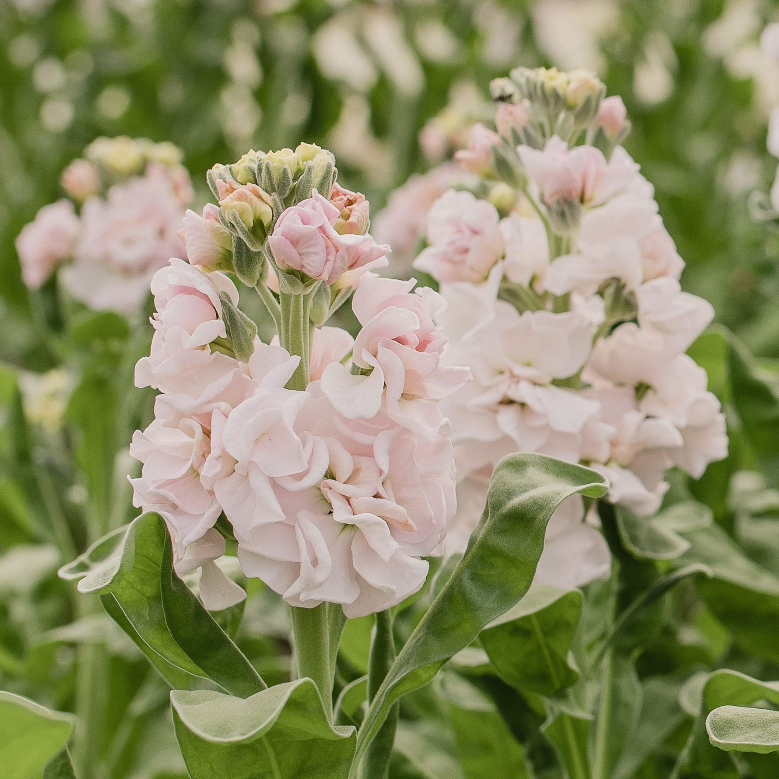 Semena Fiala StoX Silver · Loukykvět