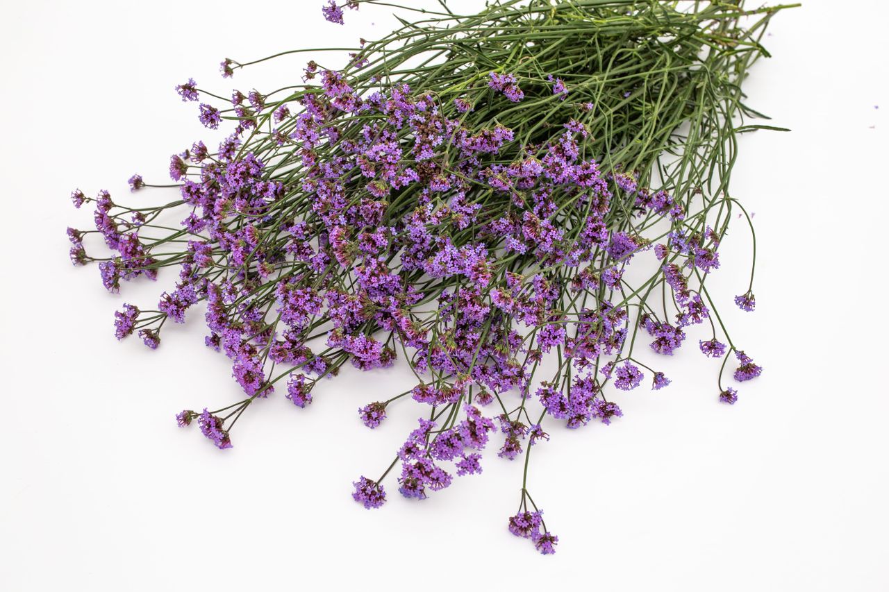 Semena Verbena Vanity · Loukykvět