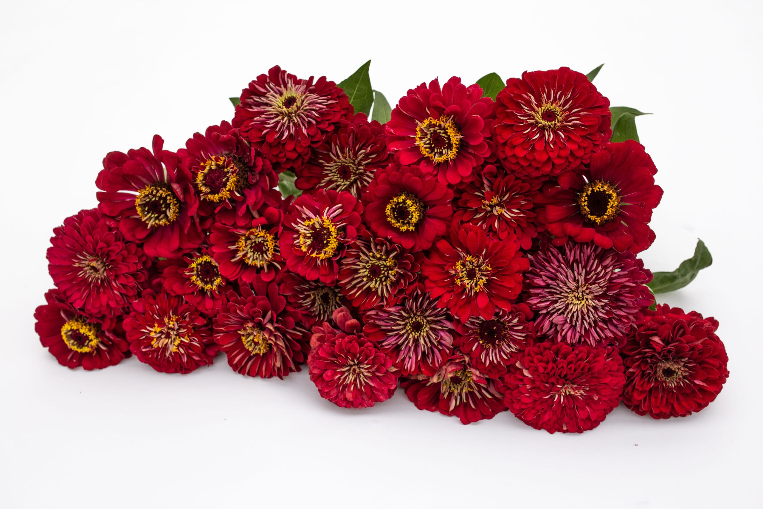 Semena Cínie Benary’s Giant Deep Red · Loukykvět