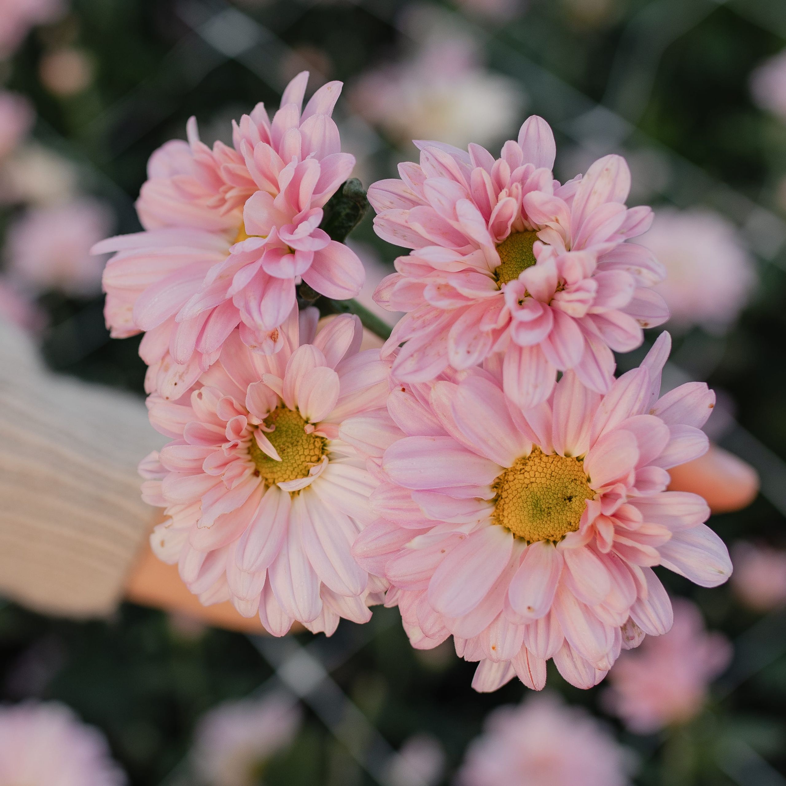 Chryzantéma Enbee Wedding Pink · Loukykvět