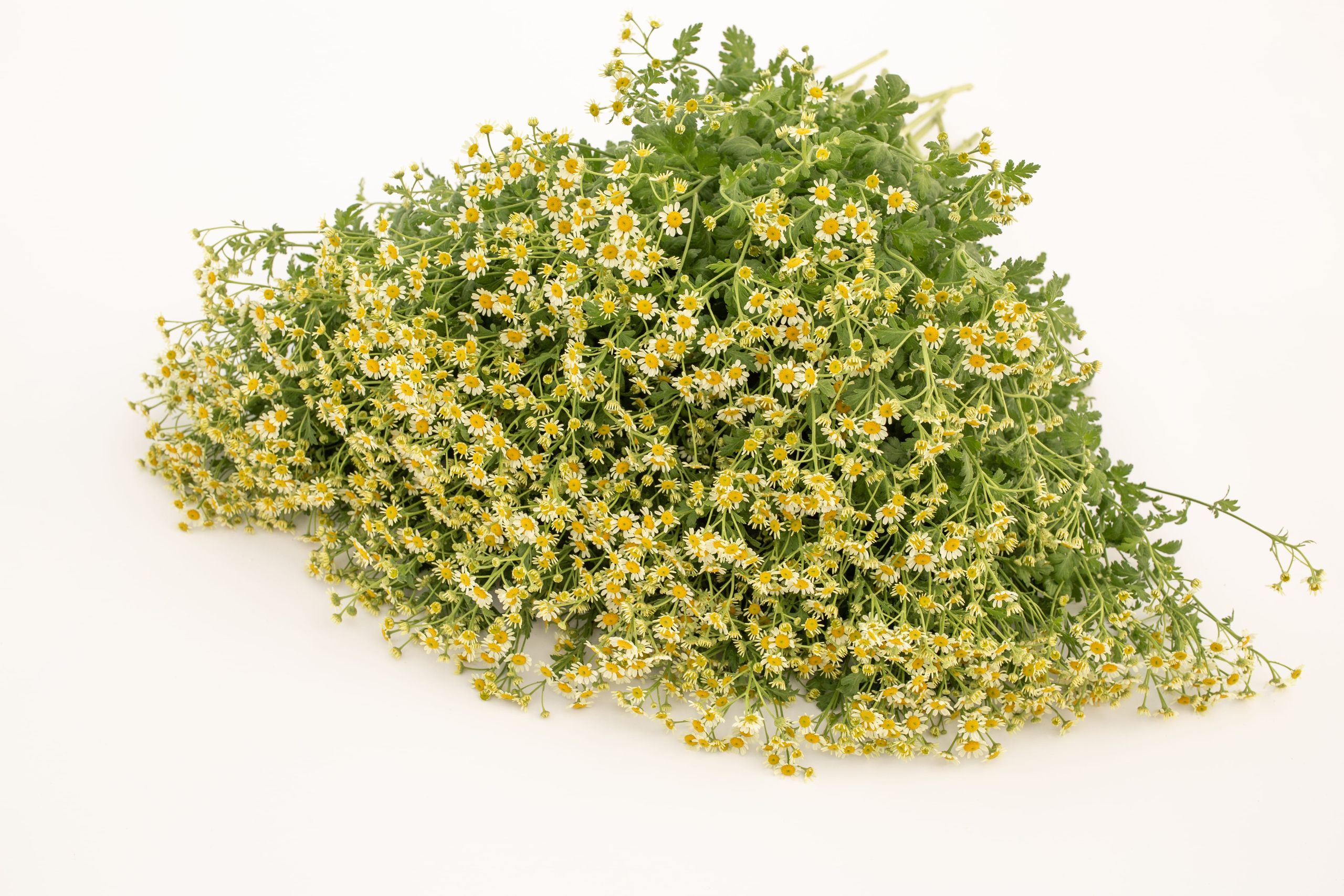 Semena Řimbaba Camilla · Loukykvět