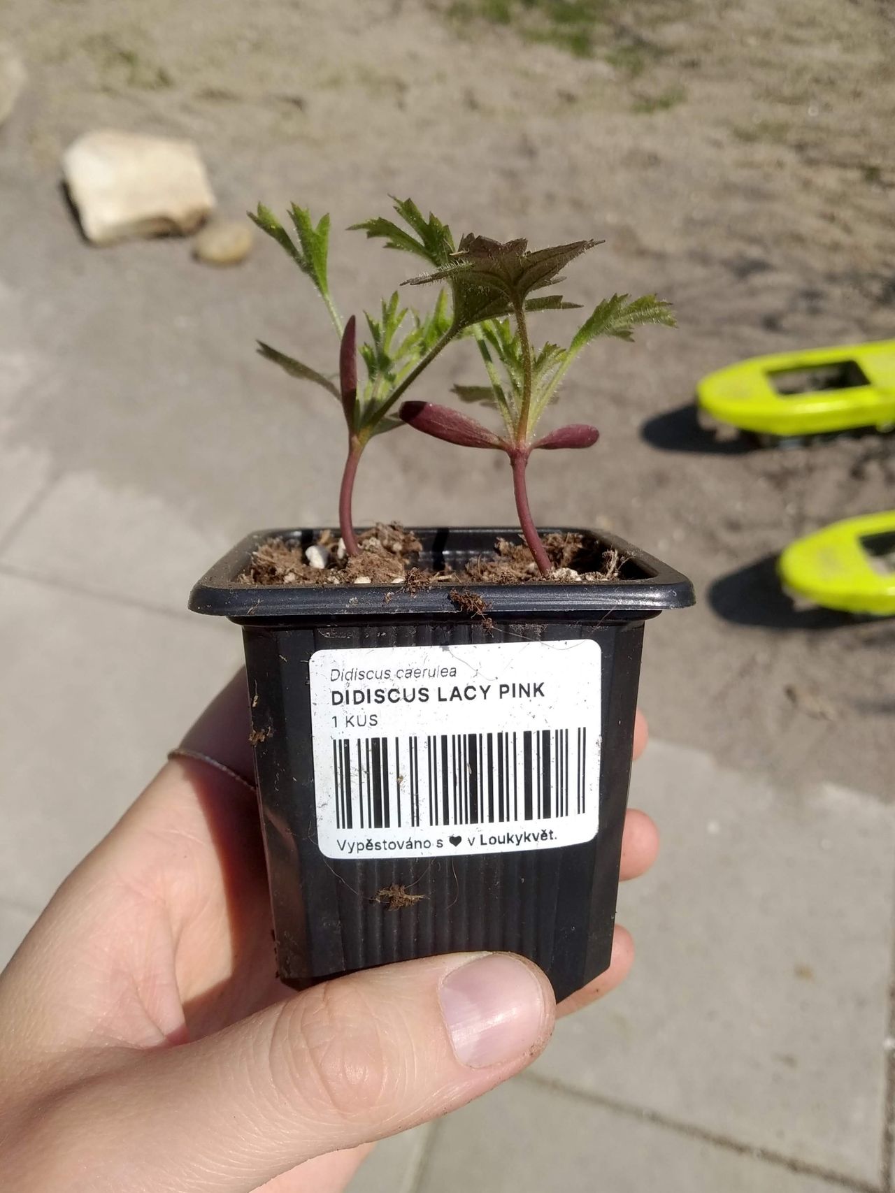 Didiscus Lacy Pink · Loukykvět
