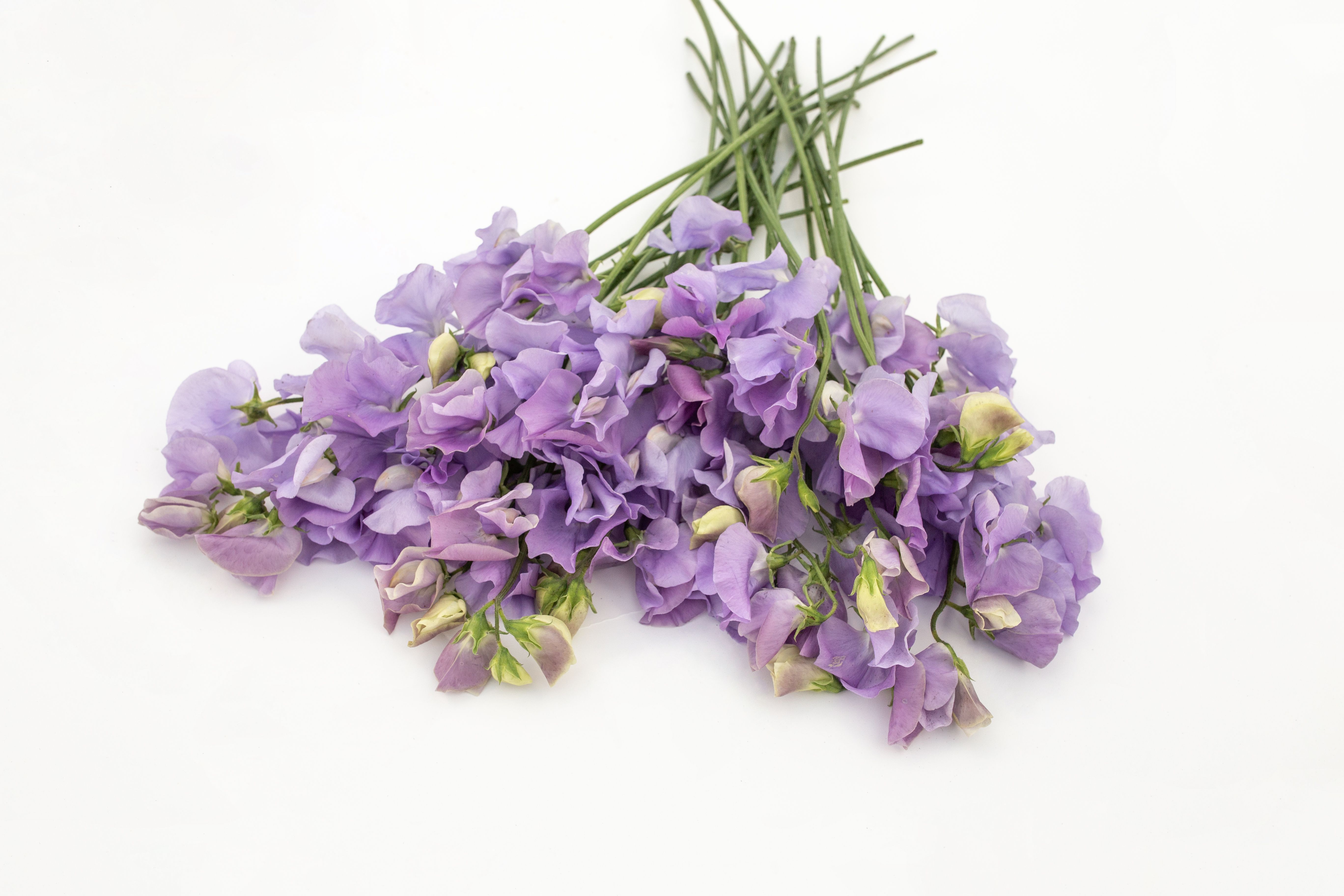 Semena Hrachor vonný Spring Sunshine Light Blue · Loukykvět