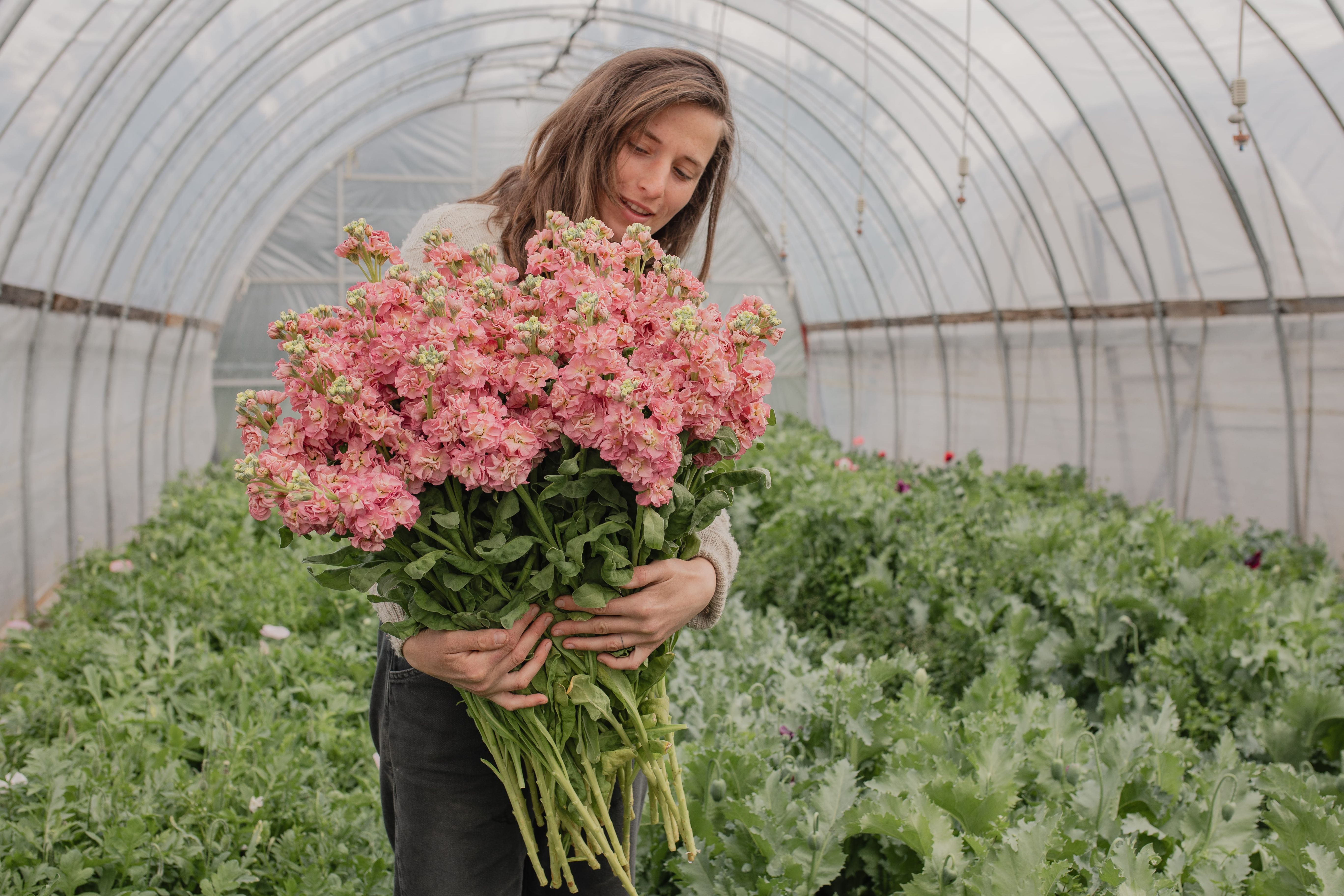 Semena Fiala StoX Antique Rose · Loukykvět