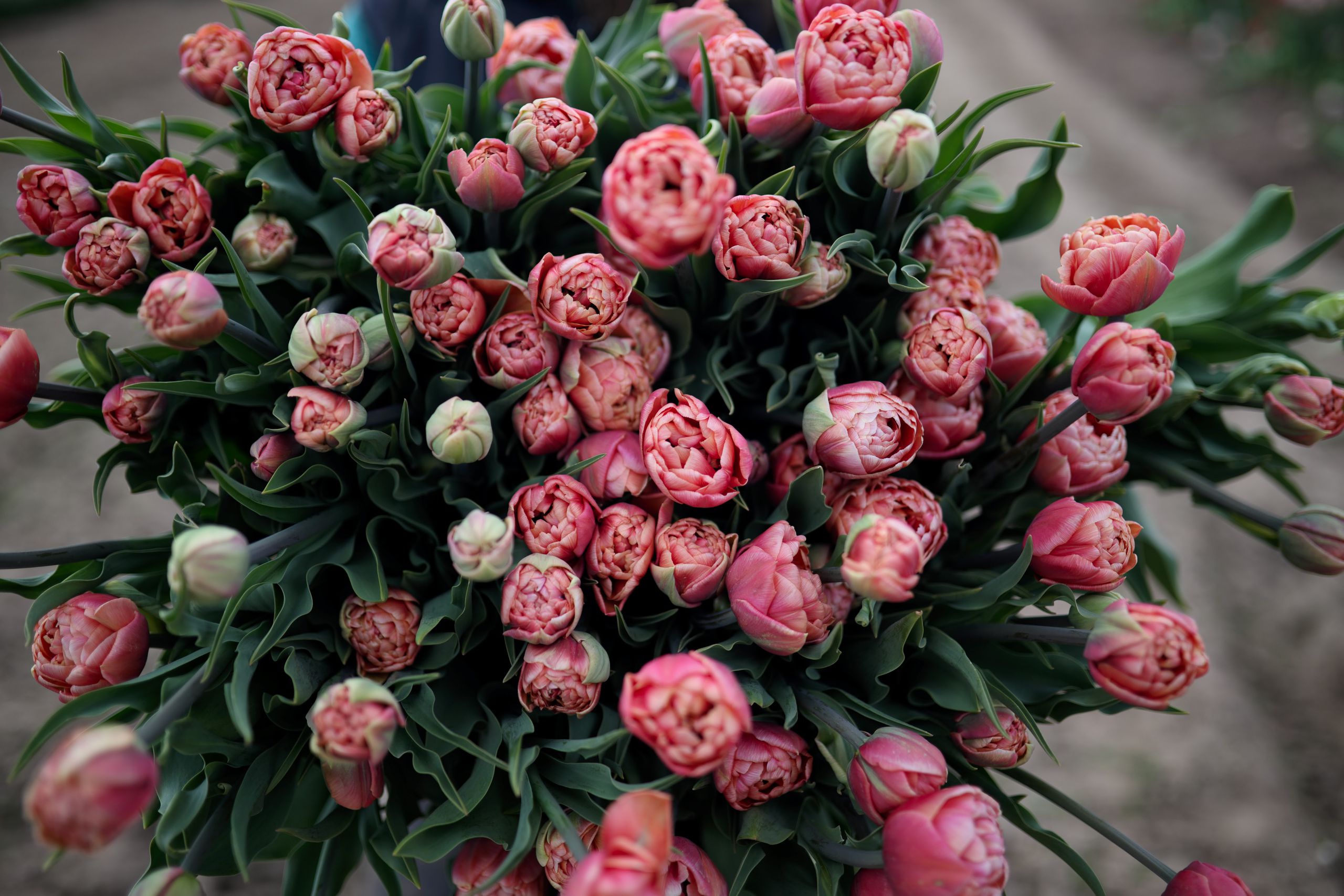 Tulipán Copper Image · Loukykvět