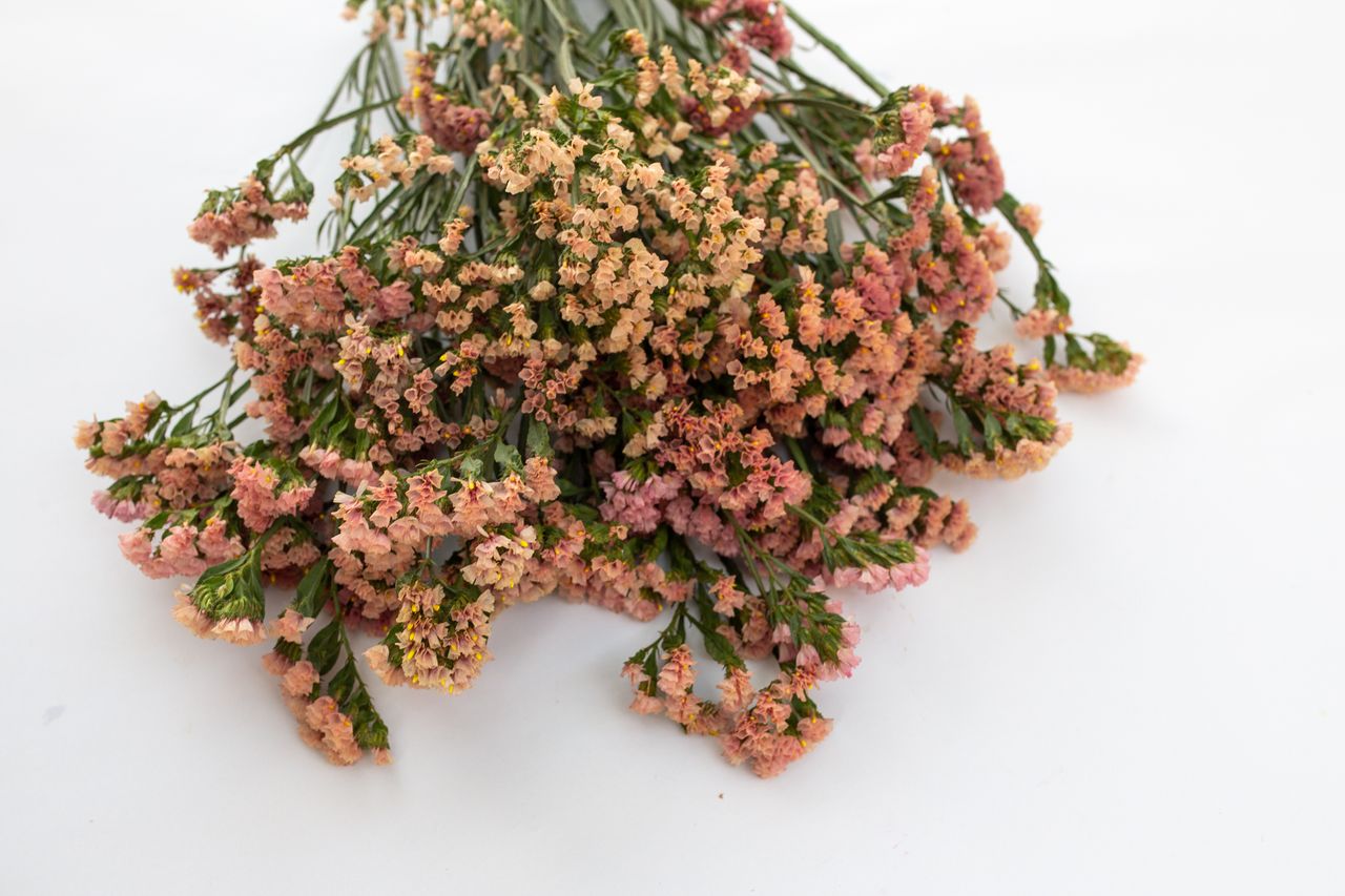 Statice QIS Apricot · Loukykvět